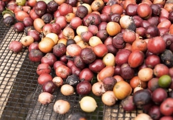 Philippine Coffees. From Farm to Cup.